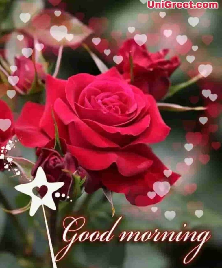 70 Good Morning Rose Flowers Images, Pics & Photos Download