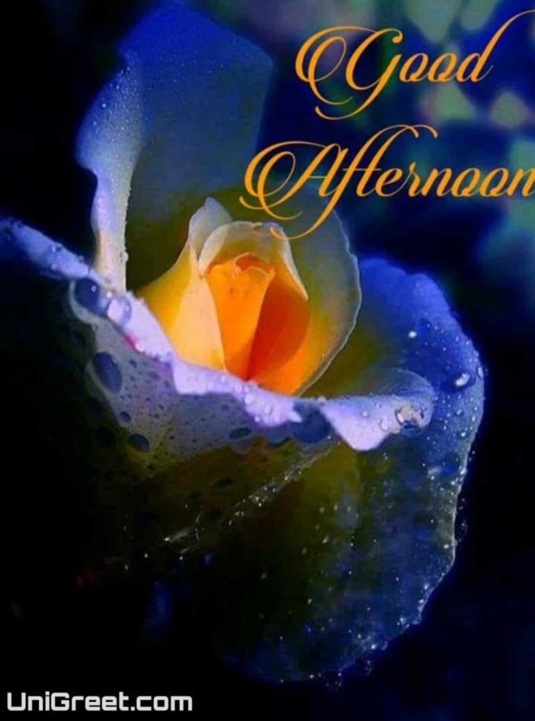 {BEST} Good Afternoon Images Quotes Wallpaper Messages Free Download