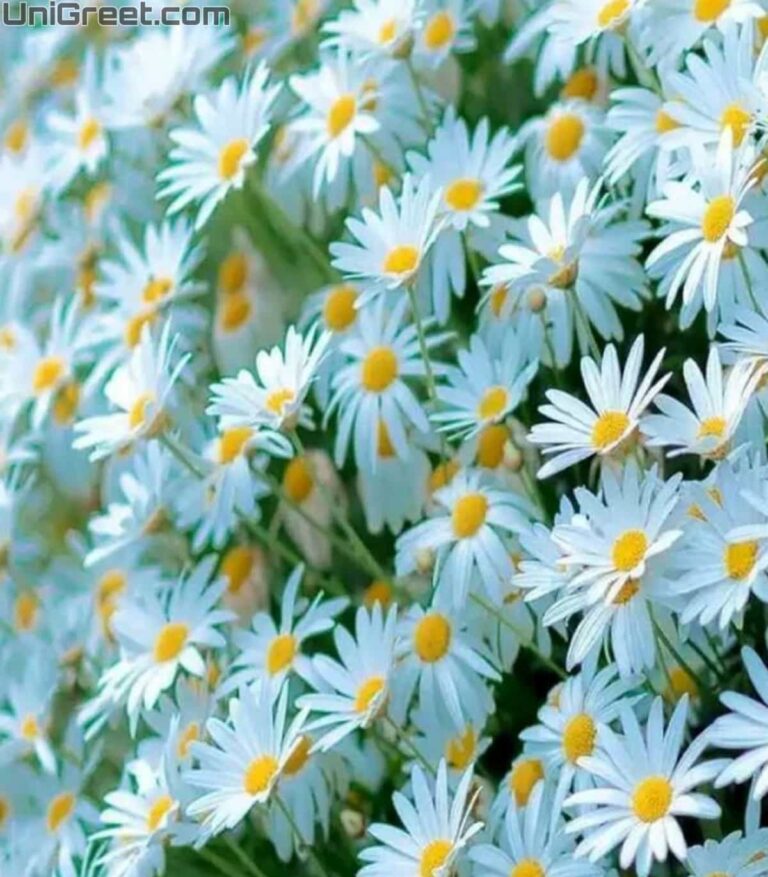 Beautiful Flowers Images Pics For Whatsapp Dp Profile Pic