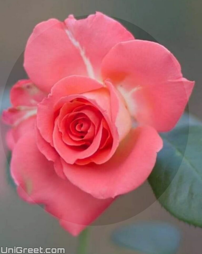 Beautiful Flowers Images Pics For Whatsapp Dp Profile Pic