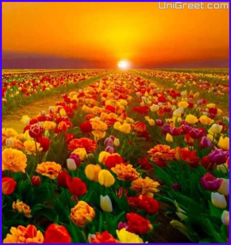 New Attractive Nature Images Pics For Whatsapp Dp Download { Eye ...