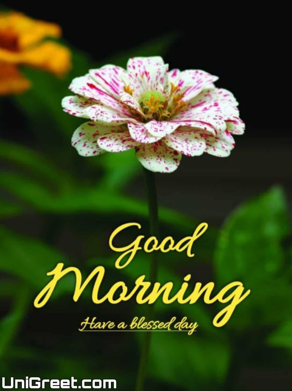 150 New Good Morning Images: Free Pictures, Photos, HD Wallpaper Download