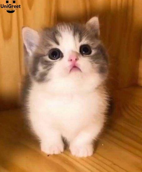 Very Cute Cat Images For Whatsapp Dp Profile Picture, Cat Instagram Dp Pic