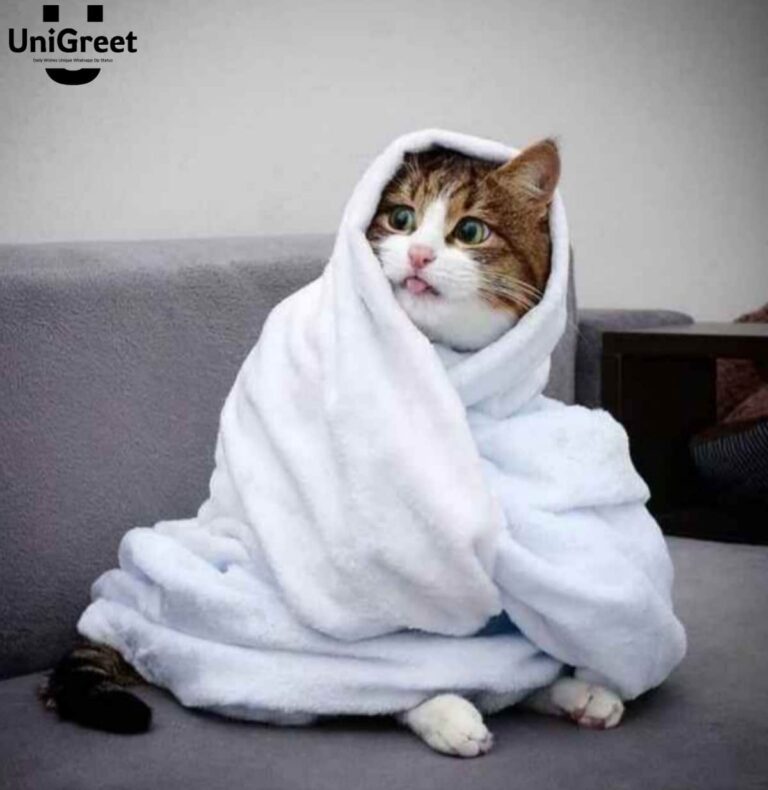 Very Cute Cat Images For Whatsapp Dp Profile Picture, Cat Instagram Dp Pic