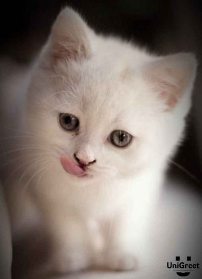 Very Cute Cat Images For Whatsapp Dp Profile Picture, Cat Instagram Dp Pic
