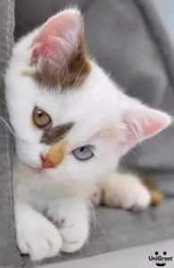 Very Cute Cat Images For Whatsapp Dp Profile Picture, Cat Instagram Dp Pic