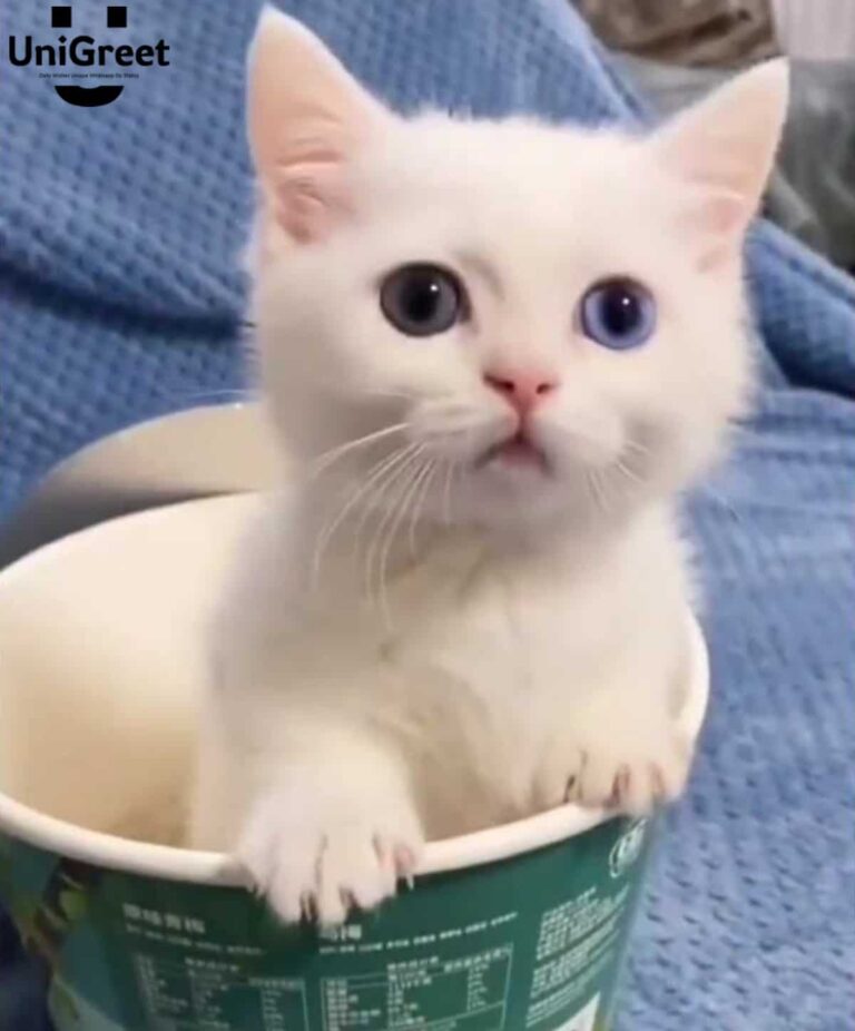 Very Cute Cat Images For Whatsapp Dp Profile Picture, Cat Instagram Dp Pic