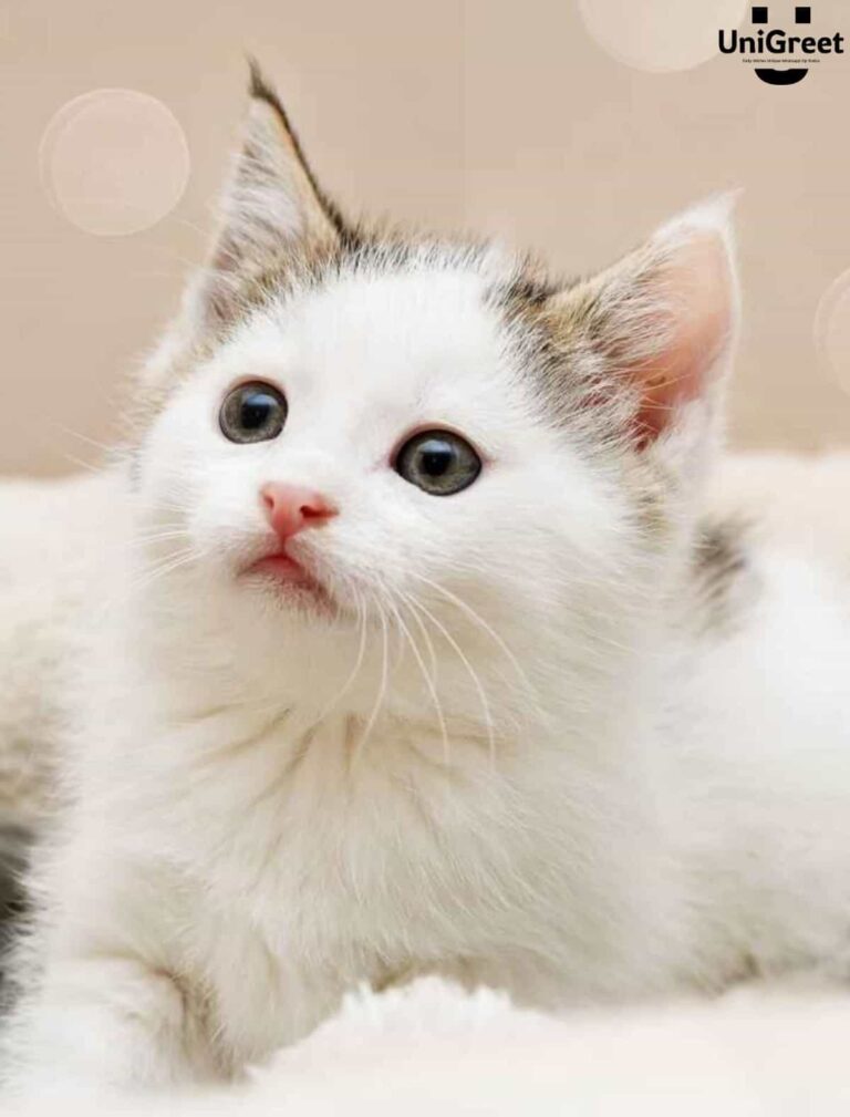 Very Cute Cat Images For Whatsapp Dp Profile Picture, Cat Instagram Dp Pic