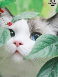 Very Cute Cat Images For Whatsapp Dp Profile Picture, Cat Instagram Dp Pic