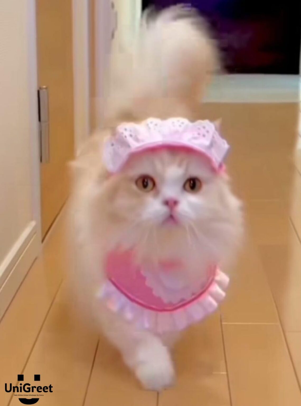 Very Cute Cat Images For Whatsapp Dp Profile Picture, Cat Instagram Dp Pic